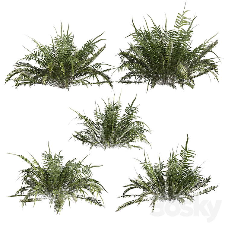 plant vol 861 - shurb - ferns - Outdoor - 3D model