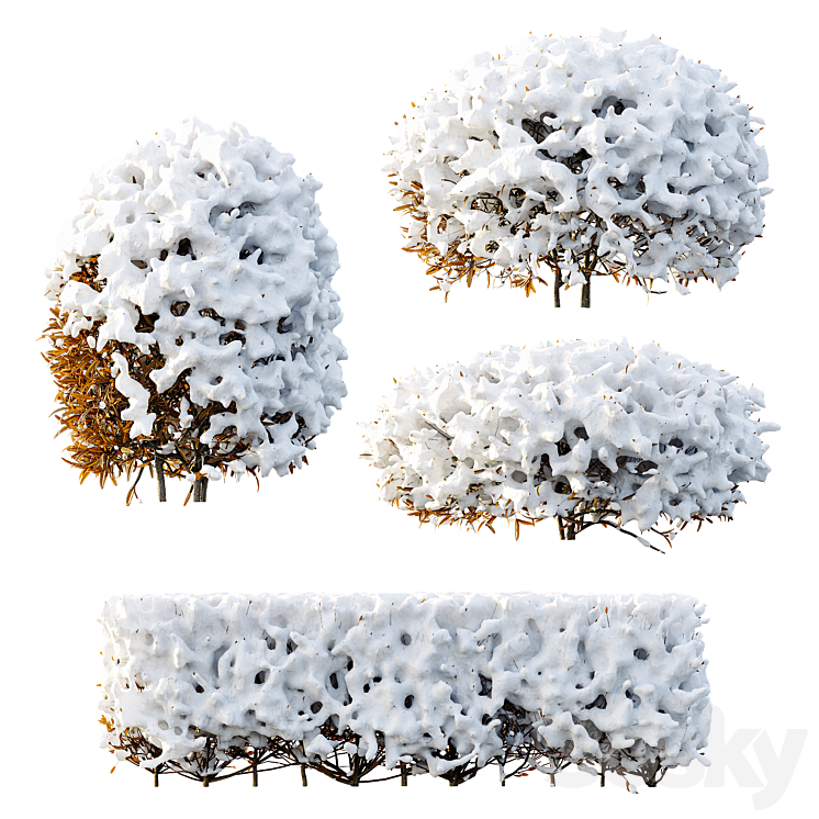 AV Winter Plant Snow Phillyrea Angustifolia and Snow Jasmine Gardens ...