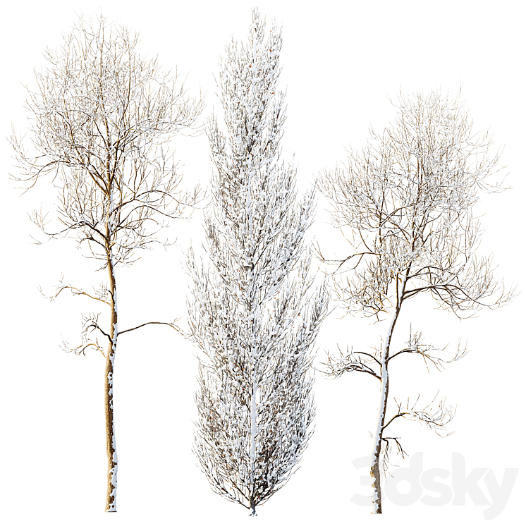 AV Winter Plant Snow Maple Sapindaceae and Snow Ash tree - Tree - 3D model