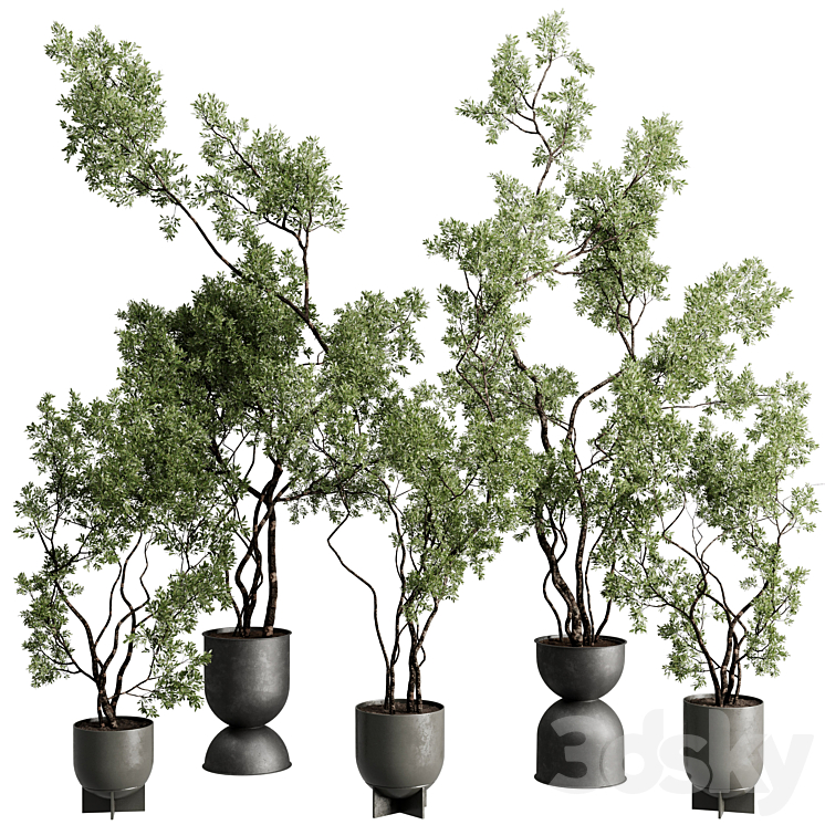 Tree branch bush in a concrete pot - Indoor plant 757 - Indoor - 3D model