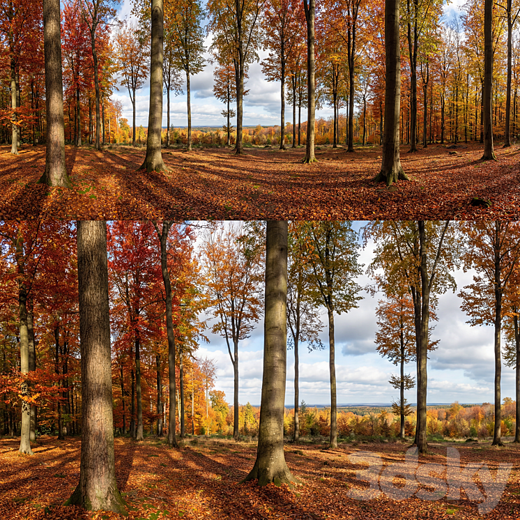 Autumn Forest Panorama - Panorama - 3D model