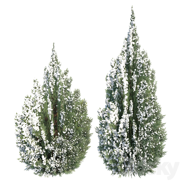Winter Thuja 02 - Tree - 3D model