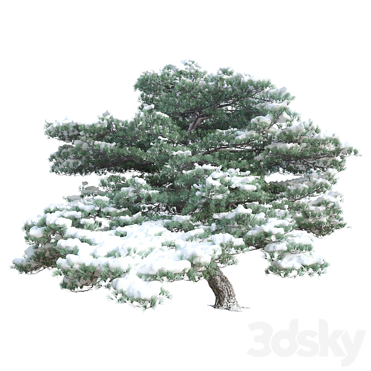 Winter Pinus parviflora - Tree - 3D model