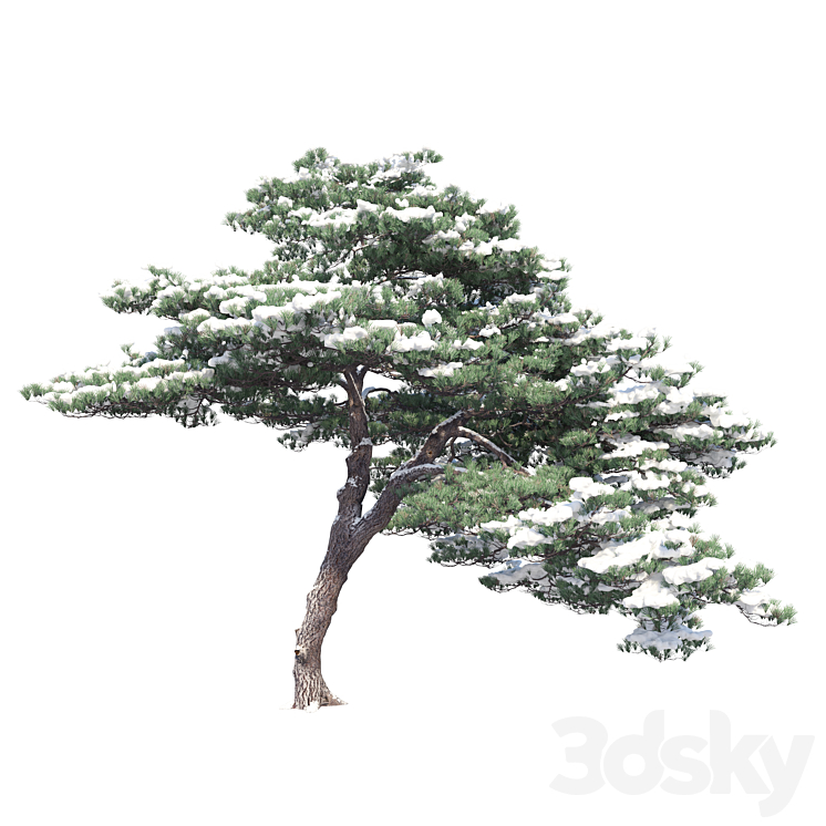 Winter Pinus parviflora 02 - Tree - 3D model