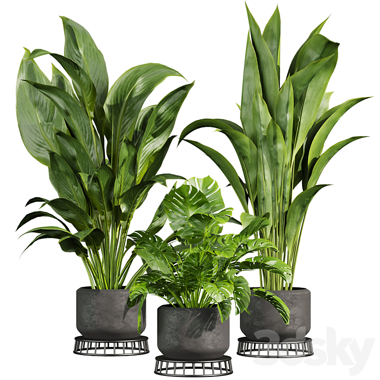 plant vol 957 - indoor - monstera - peace - lily - Indoor - 3D model