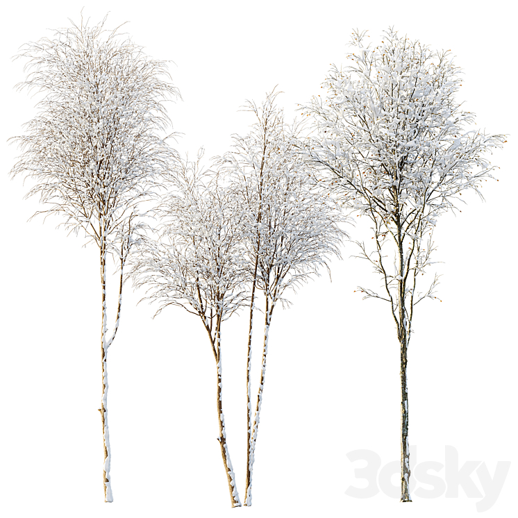 AV Winter Plant Snow Ash Tree Winter and Snow Alnus Glutinosa Winter ...