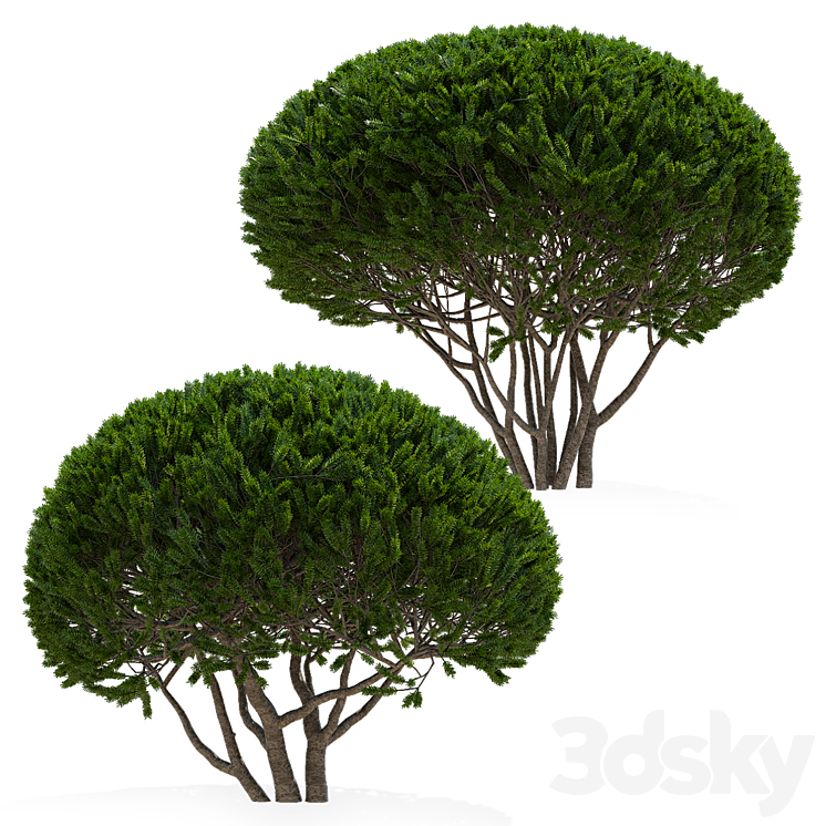 Yew multi-shaft | Taxus multistem 2 - Bush - 3D model