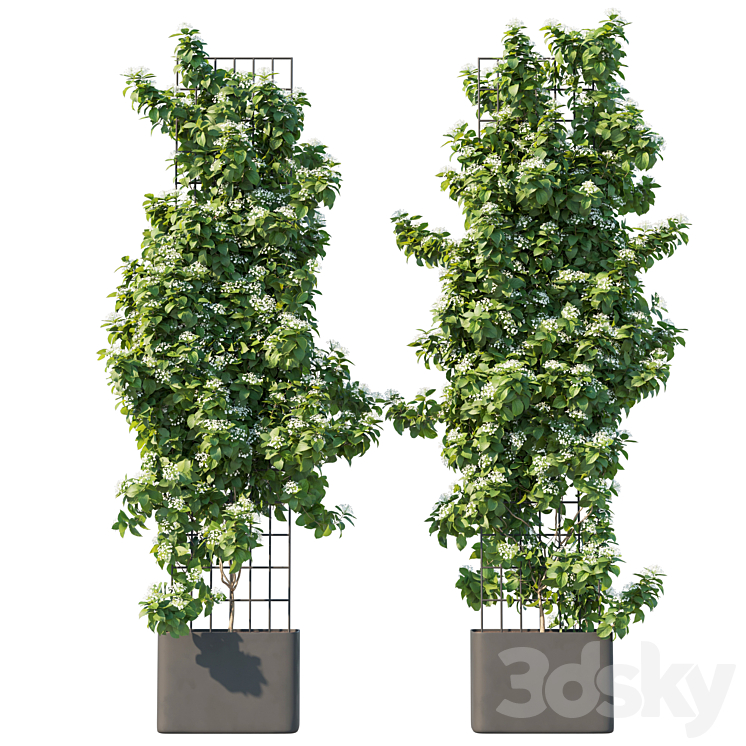 Climbing Hydrangea 02 - Outdoor - 3D model