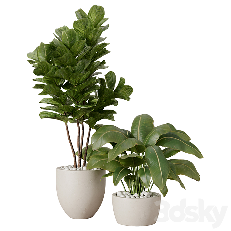Indoor Plant Set Ficus Lyrata and Strelitzia in Pots - Indoor - 3D model