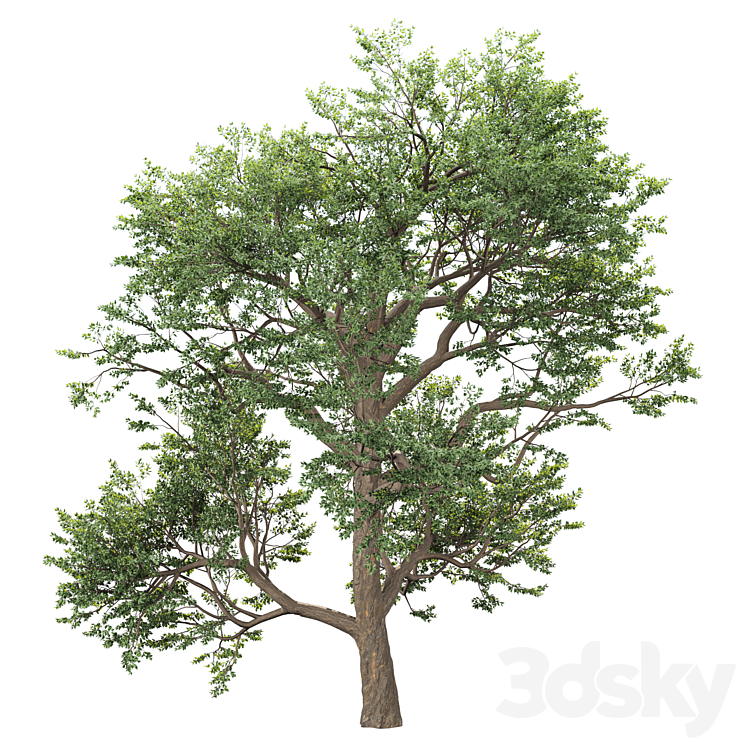 Tree 3D Models Vol 296 - Tree - 3D model