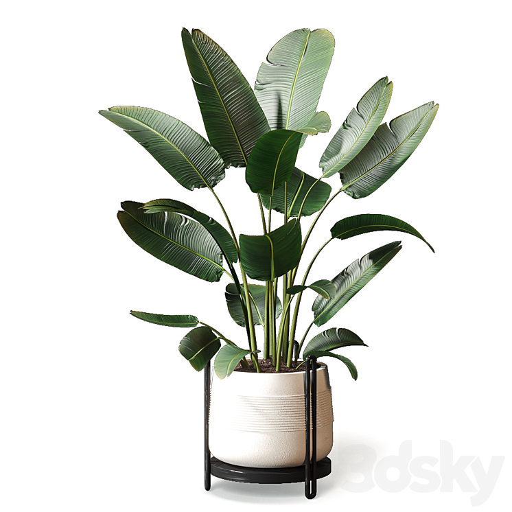 Indoor Plant in Pot 537 3DMax2019 - Indoor - 3D model